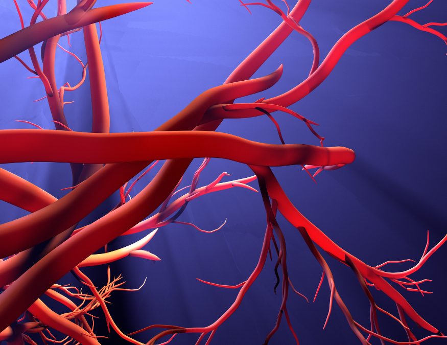 Anatomie du système cardiovasculaire : Structure et fonctionnement